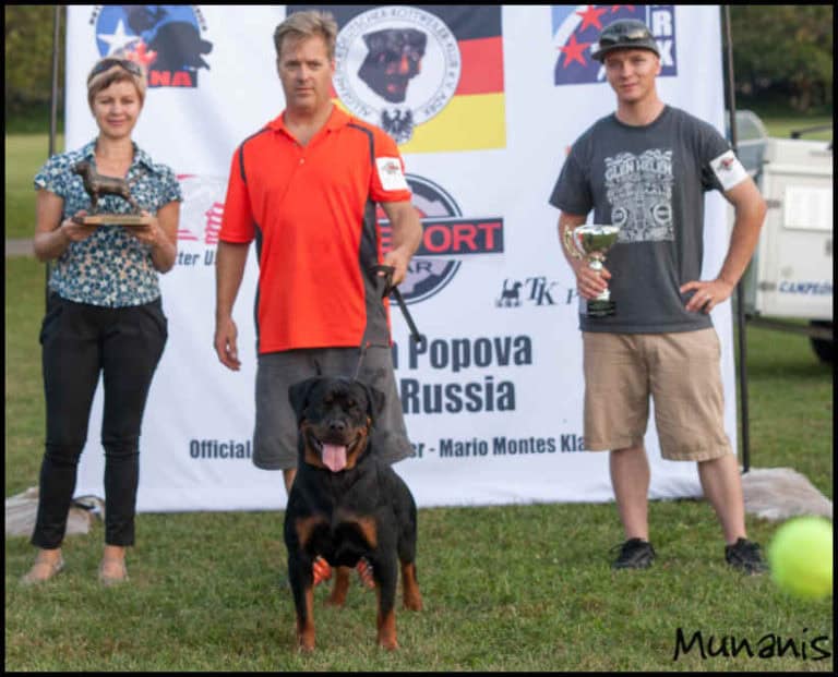 Rottweiler Puppies For Sale | Vom Haus Burns Kennel